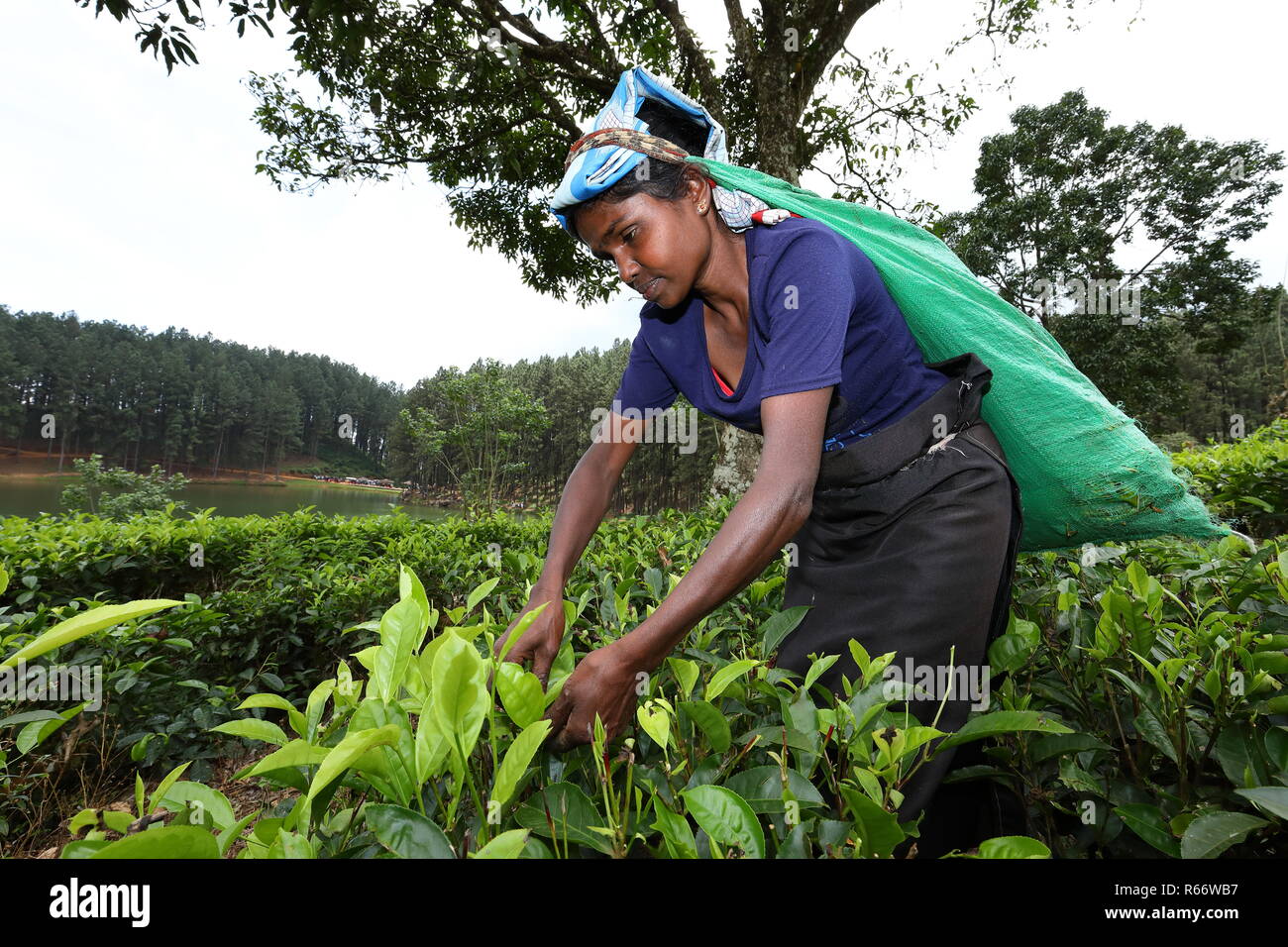 Teeproduktion hi-res stock photography and images - Alamy