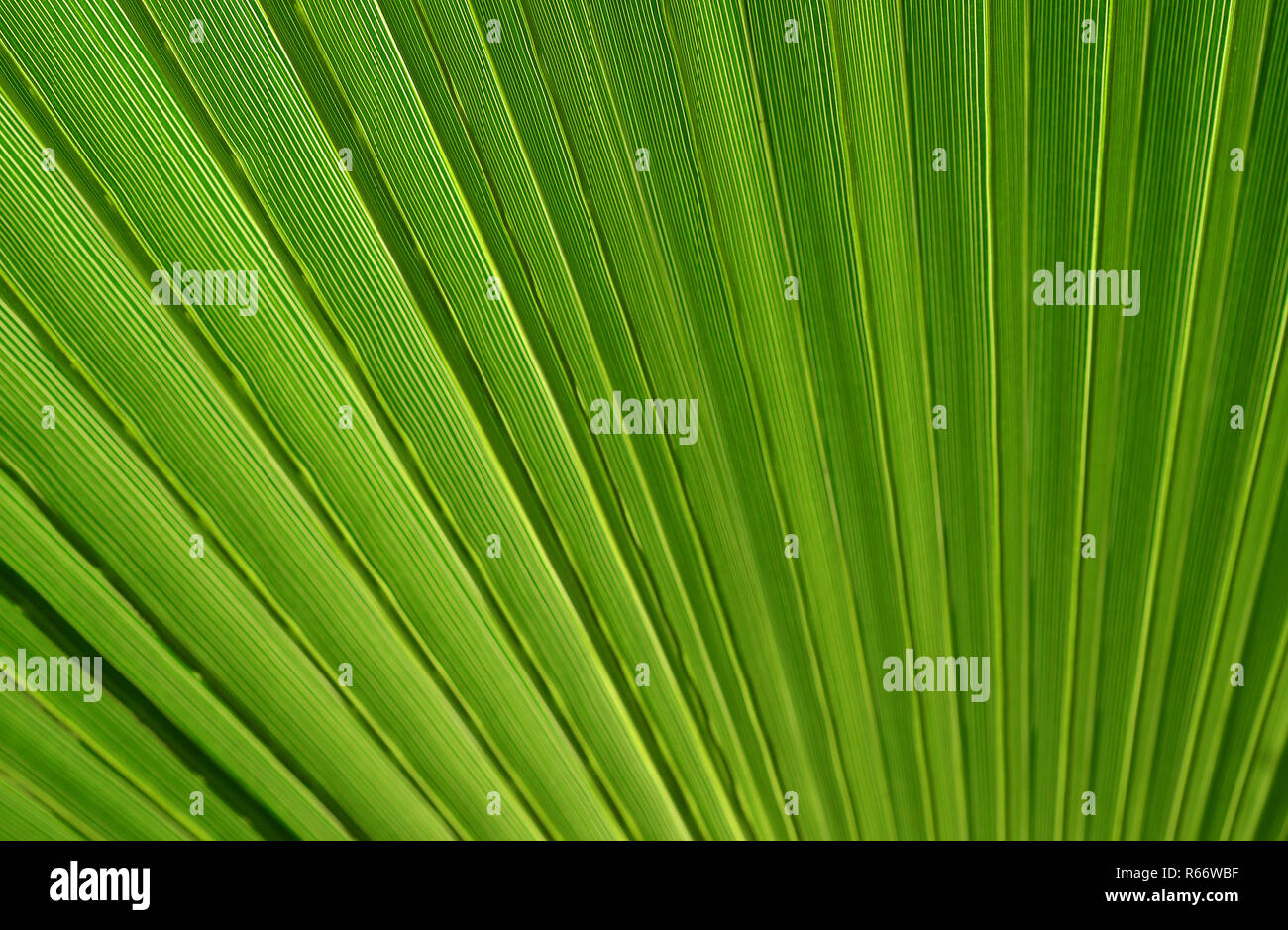 Backdrop of pale plant hi-res stock photography and images - Alamy