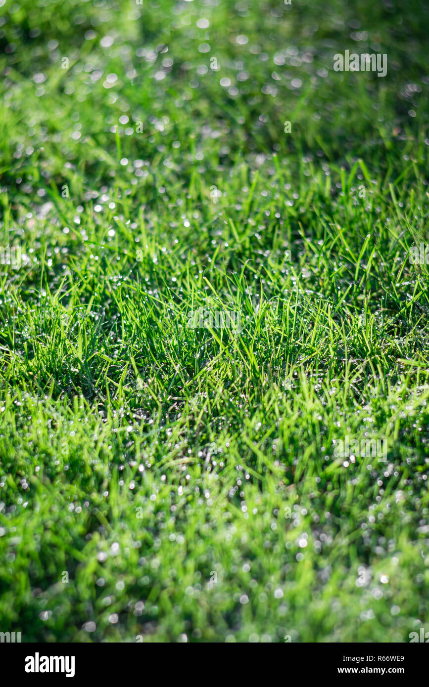 Green grass background overlay Stock Photo - Alamy