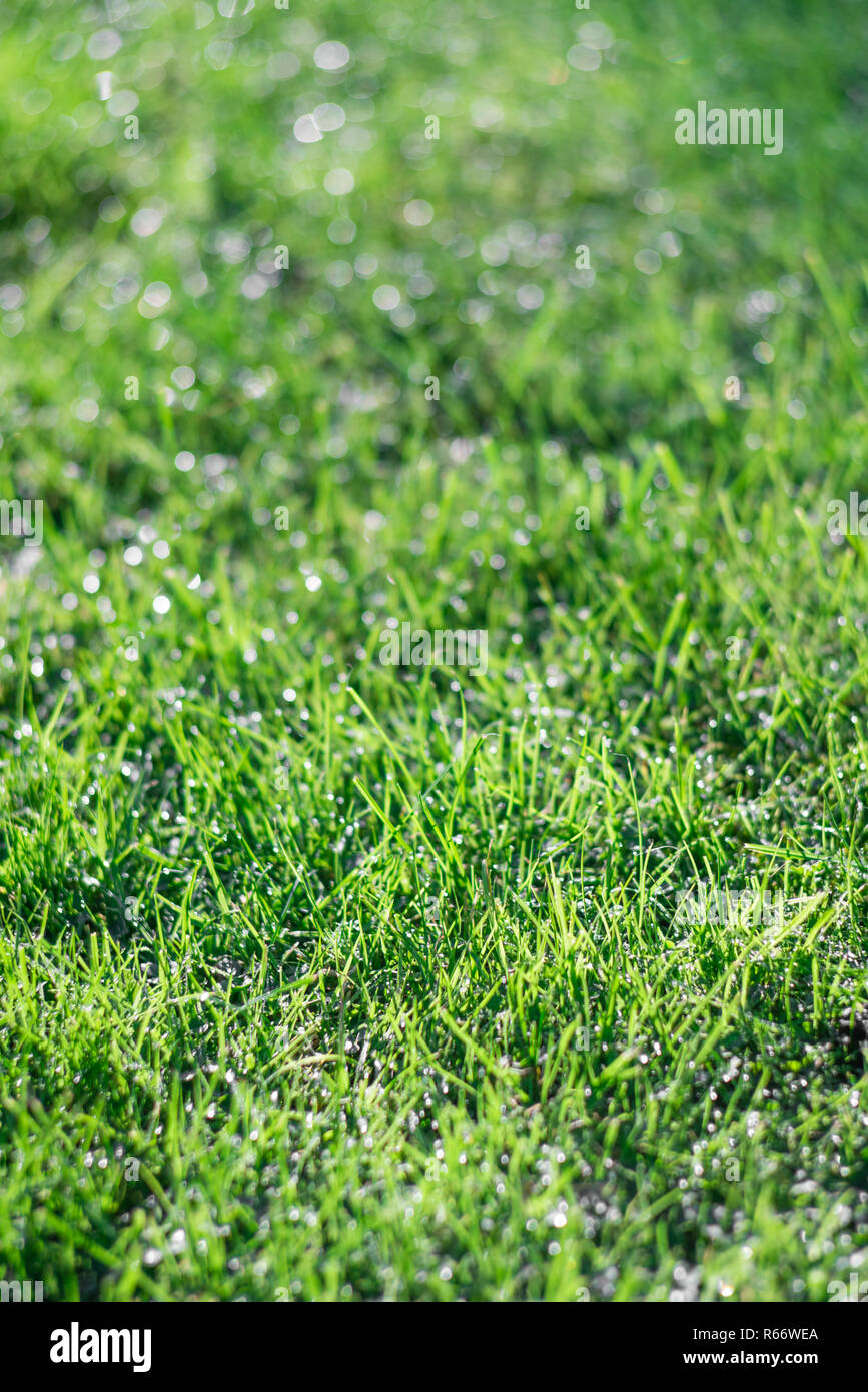 Grass texture overlay hi-res stock photography and images - Alamy