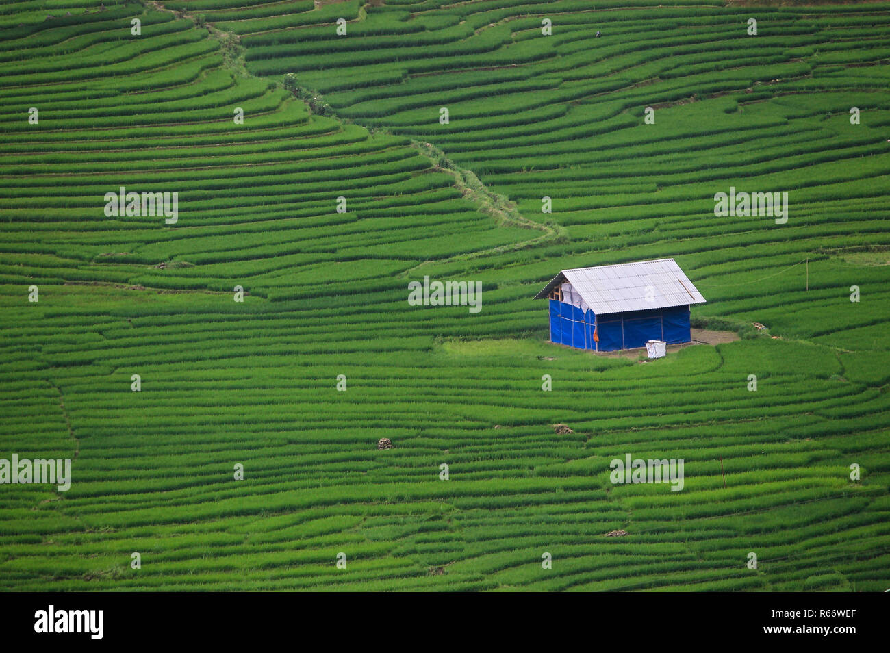 Colorful hamlets in endless rice paddies of central highlands in ...