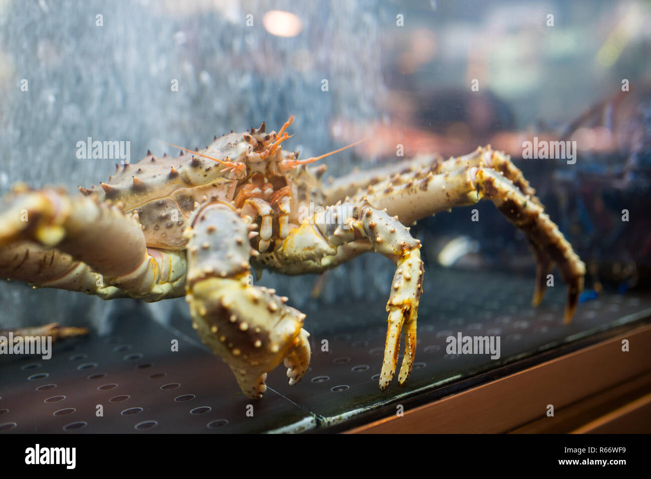 Live lobster on ice counter hi-res stock photography and images - Alamy