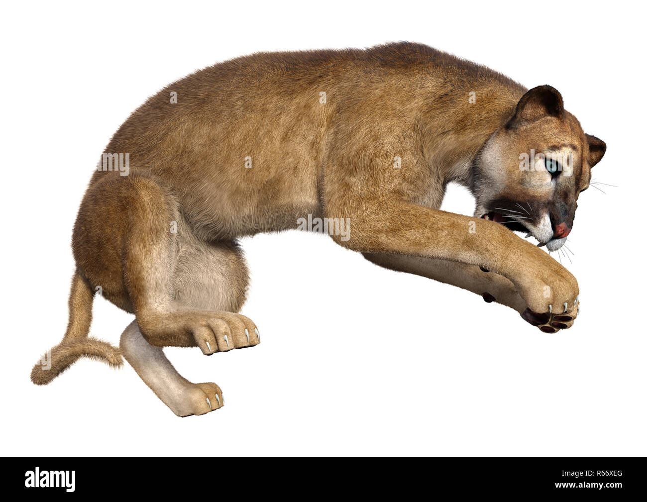 3d rendering big cat puma hi-res stock photography and images - Alamy