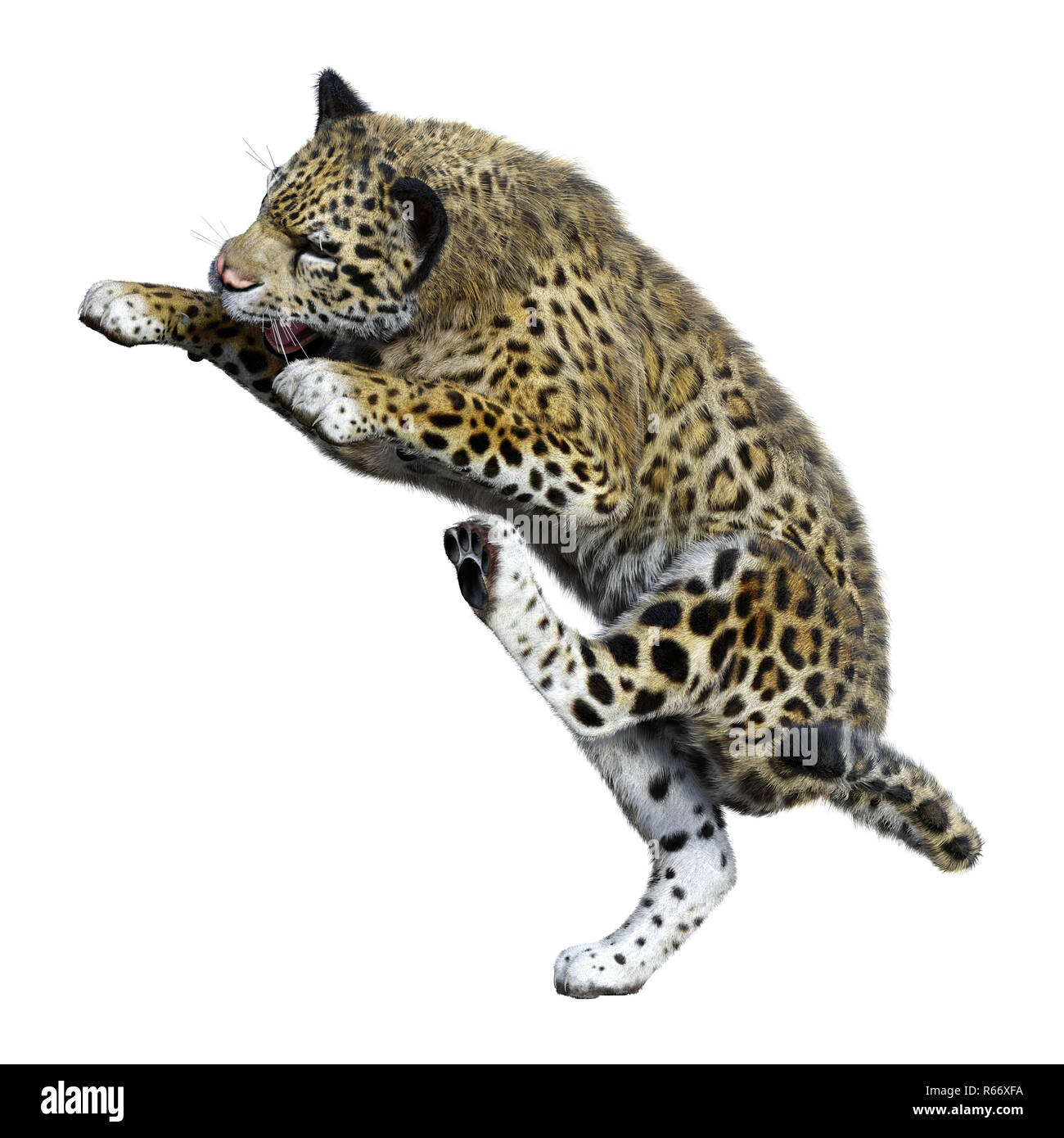 Jaguar Animal Jumping
