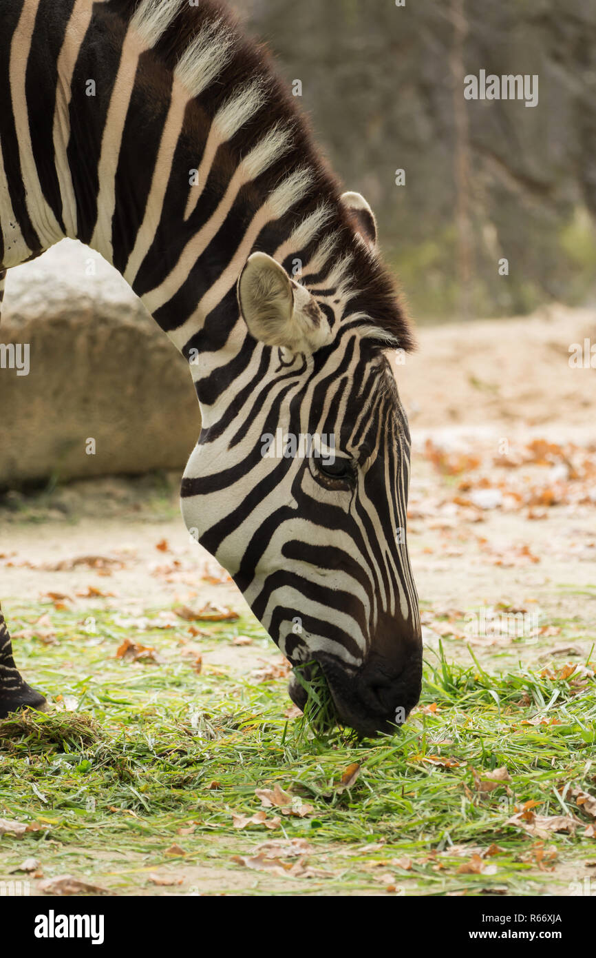 Zebra eating cute hi-res stock photography and images - Alamy