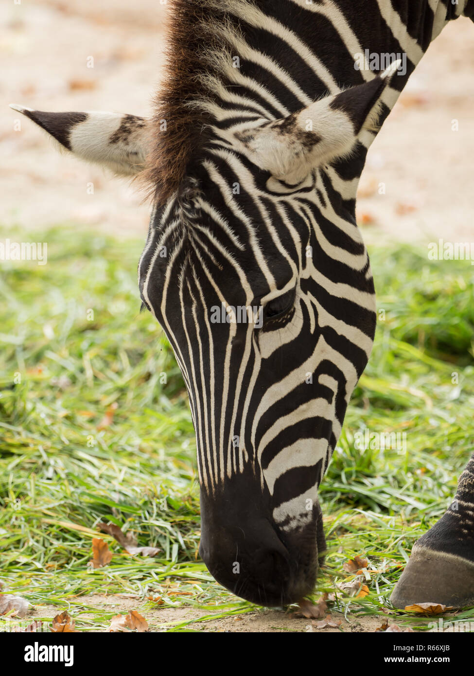 Zebra eating cute hi-res stock photography and images - Alamy