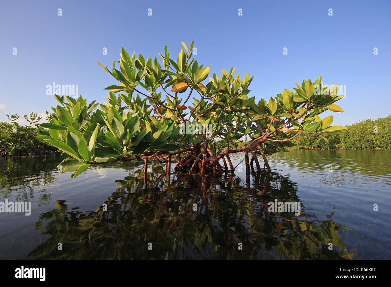 Young mangrove trees hi-res stock photography and images - Alamy