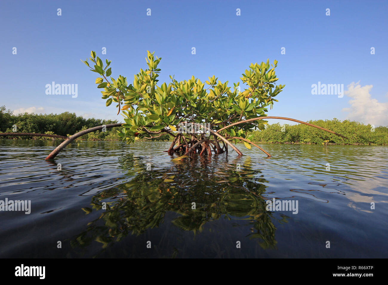 Young mangrove trees hi-res stock photography and images - Alamy