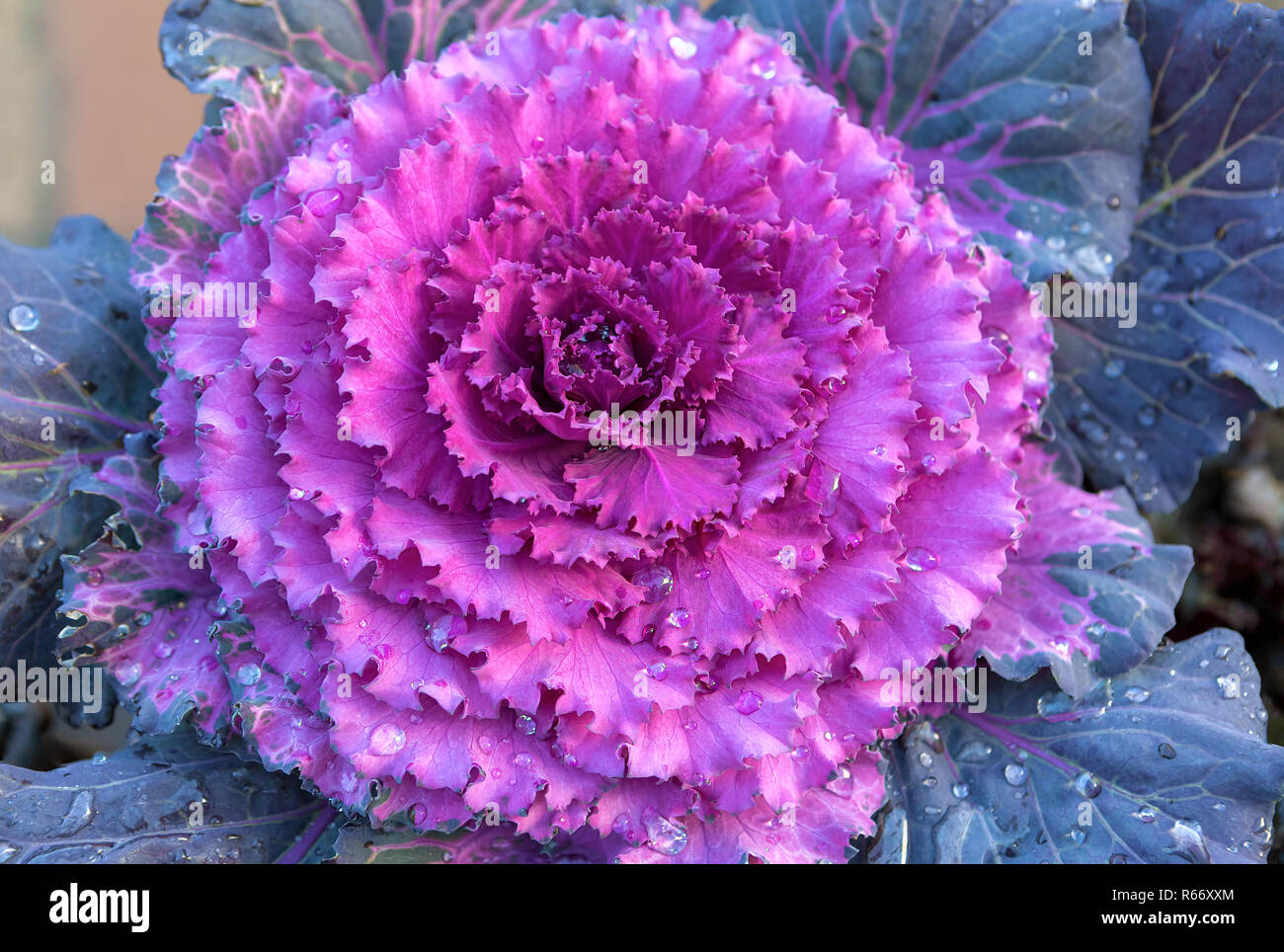 Ornamental Cabbage Closeup Stock Photo - Alamy