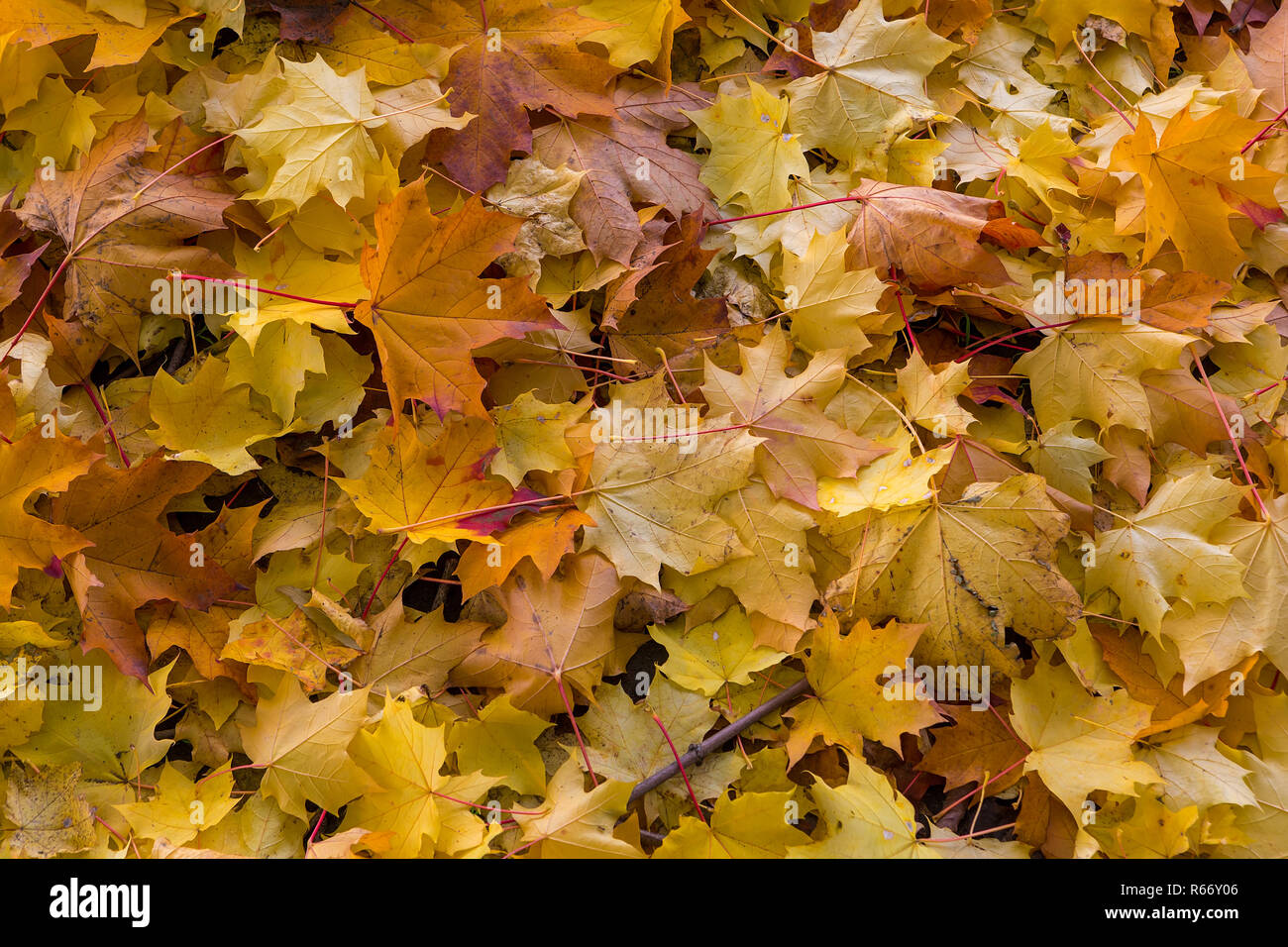 Maple Tree Fall Leaves Background Stock Photo - Alamy