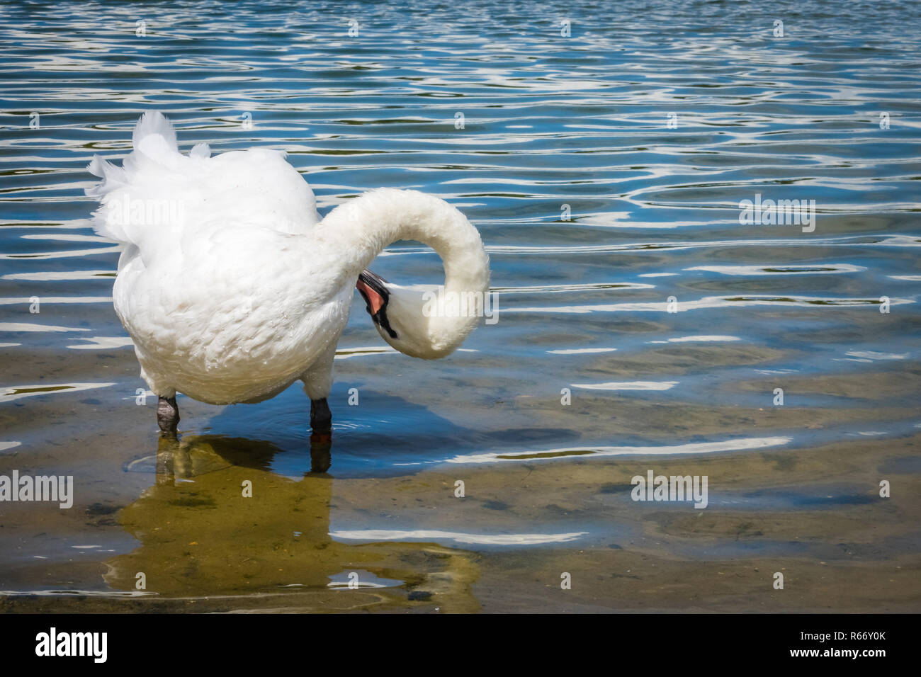 White swan plucking feathers Stock Photo - Alamy
