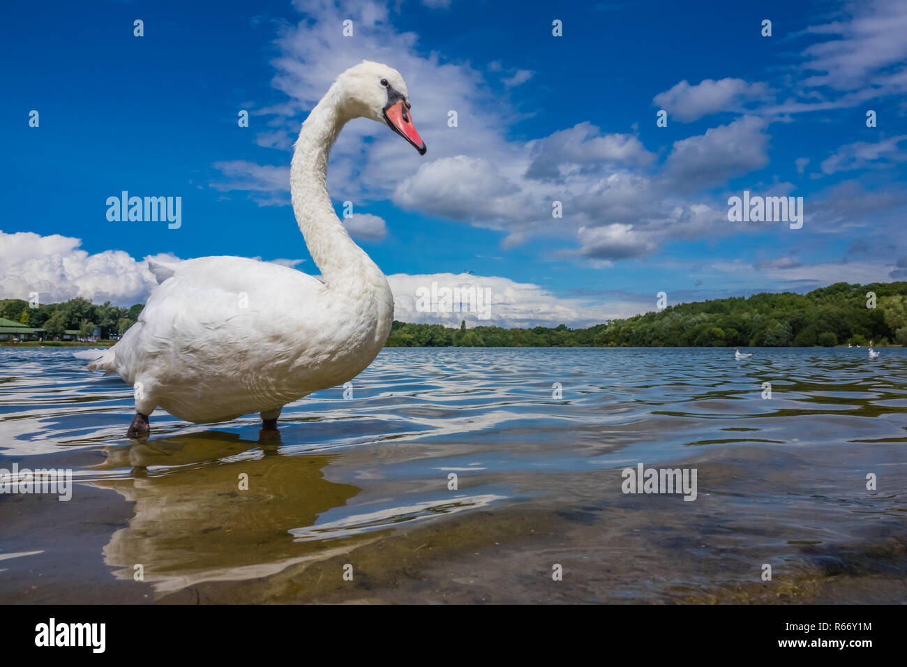 Swan lakeshore autumn animal wildlife hi-res stock photography and ...