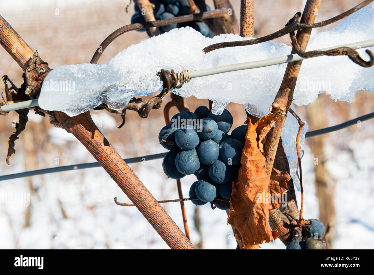 Bunch of winter grapes with snow Stock Photo - Alamy