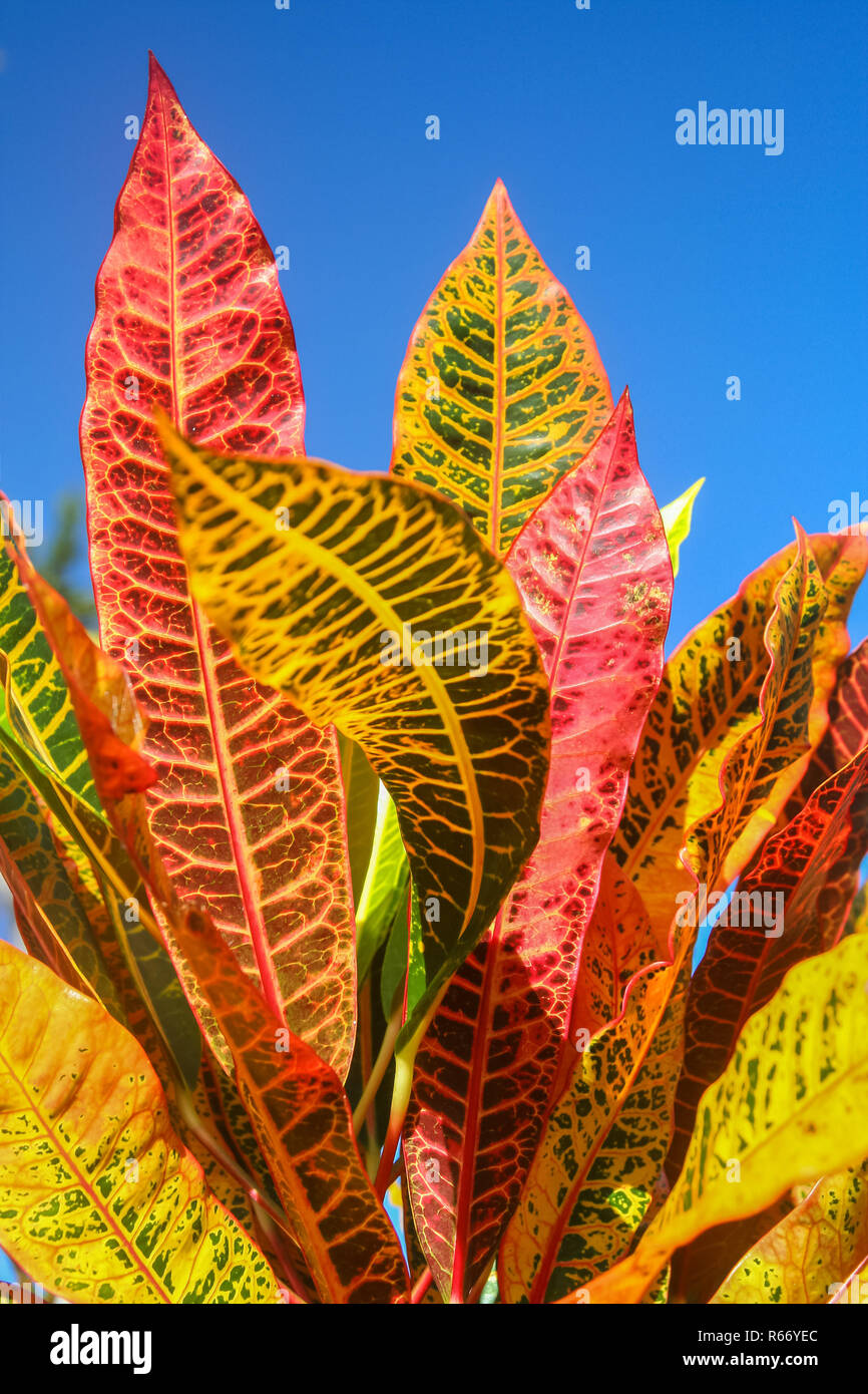 Varied shape leaves hi-res stock photography and images - Alamy