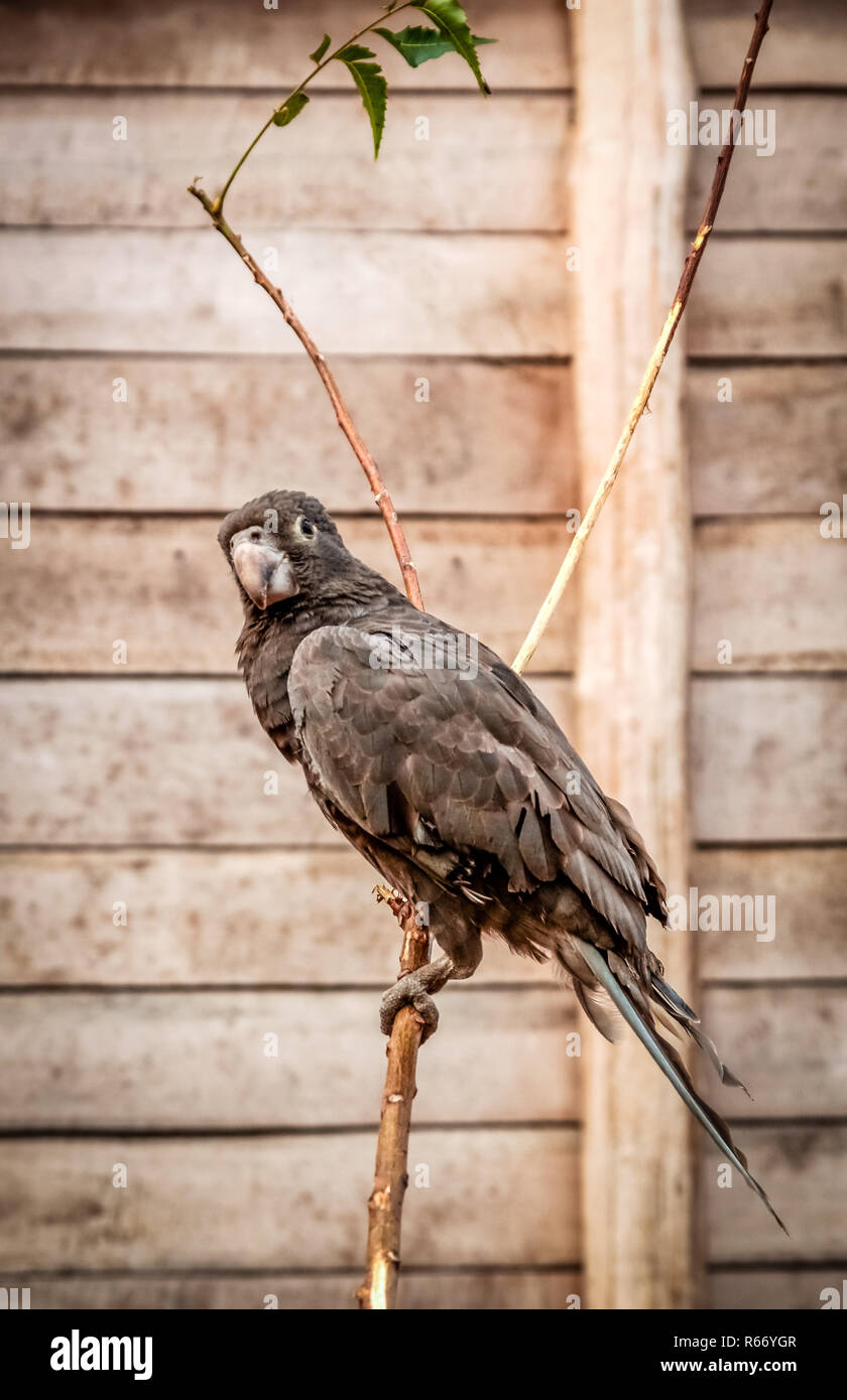 Black parrot from Madagascar Stock Photo - Alamy