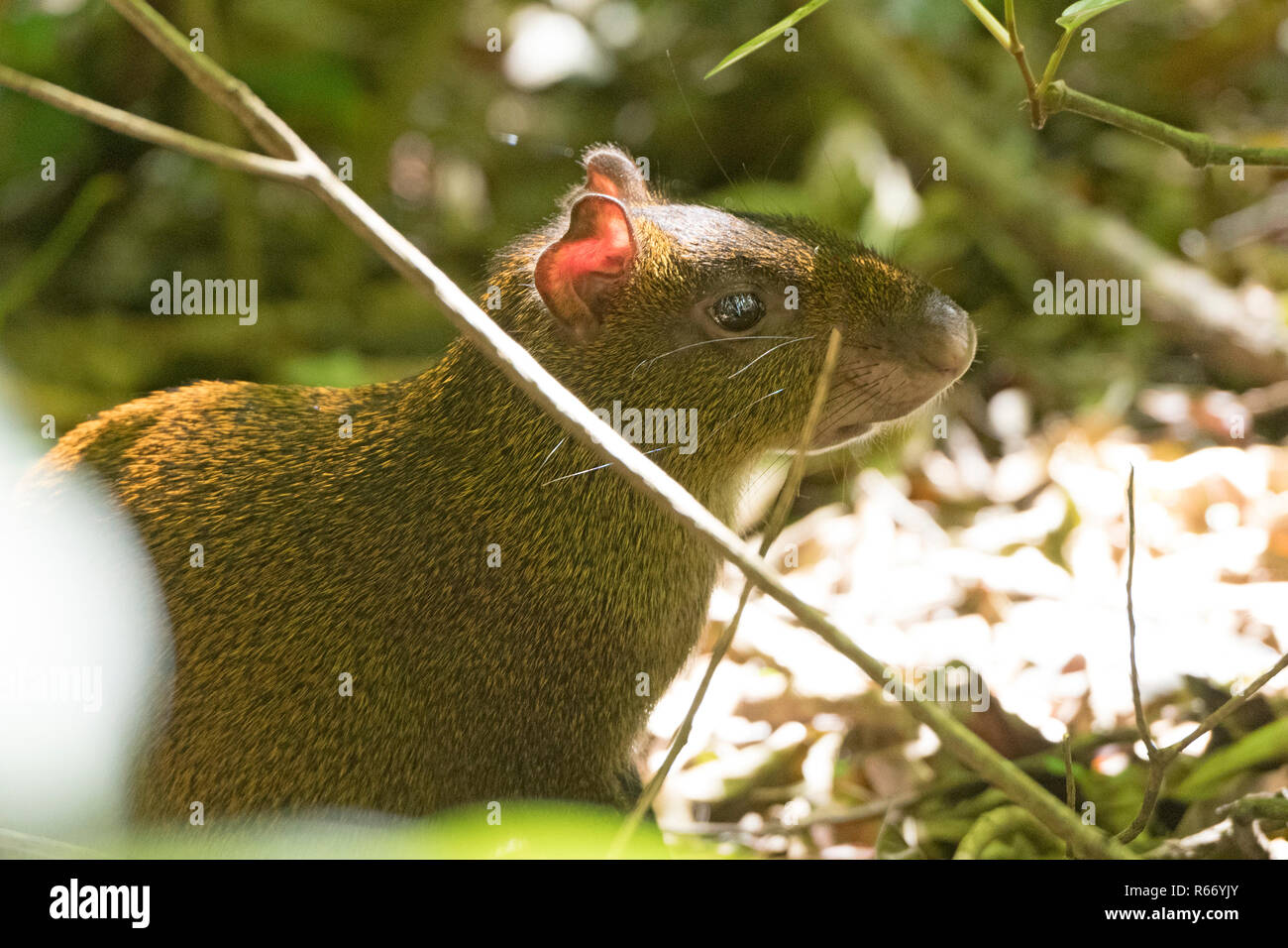Agouti in the Forest Stock Photo - Alamy