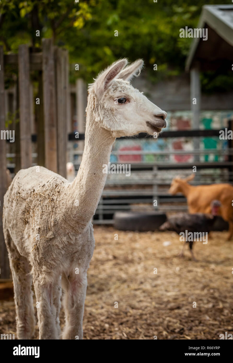 Alpaca on farm Stock Photo - Alamy