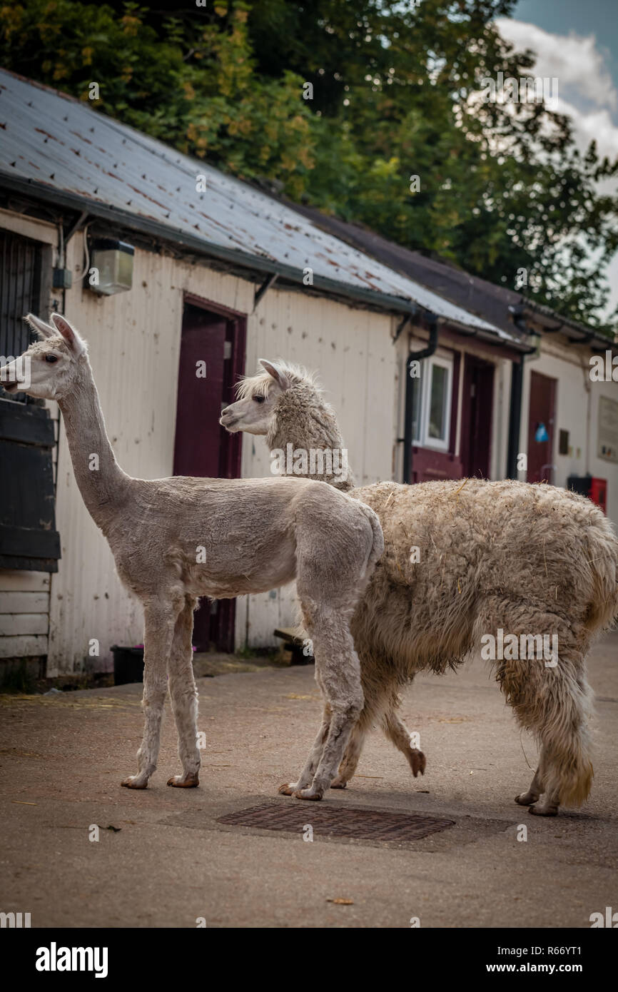 Alpacas on farm Stock Photo - Alamy