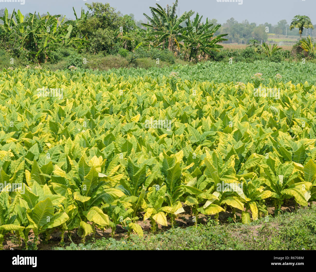 Tobbaco plantation in Thailand Stock Photo - Alamy