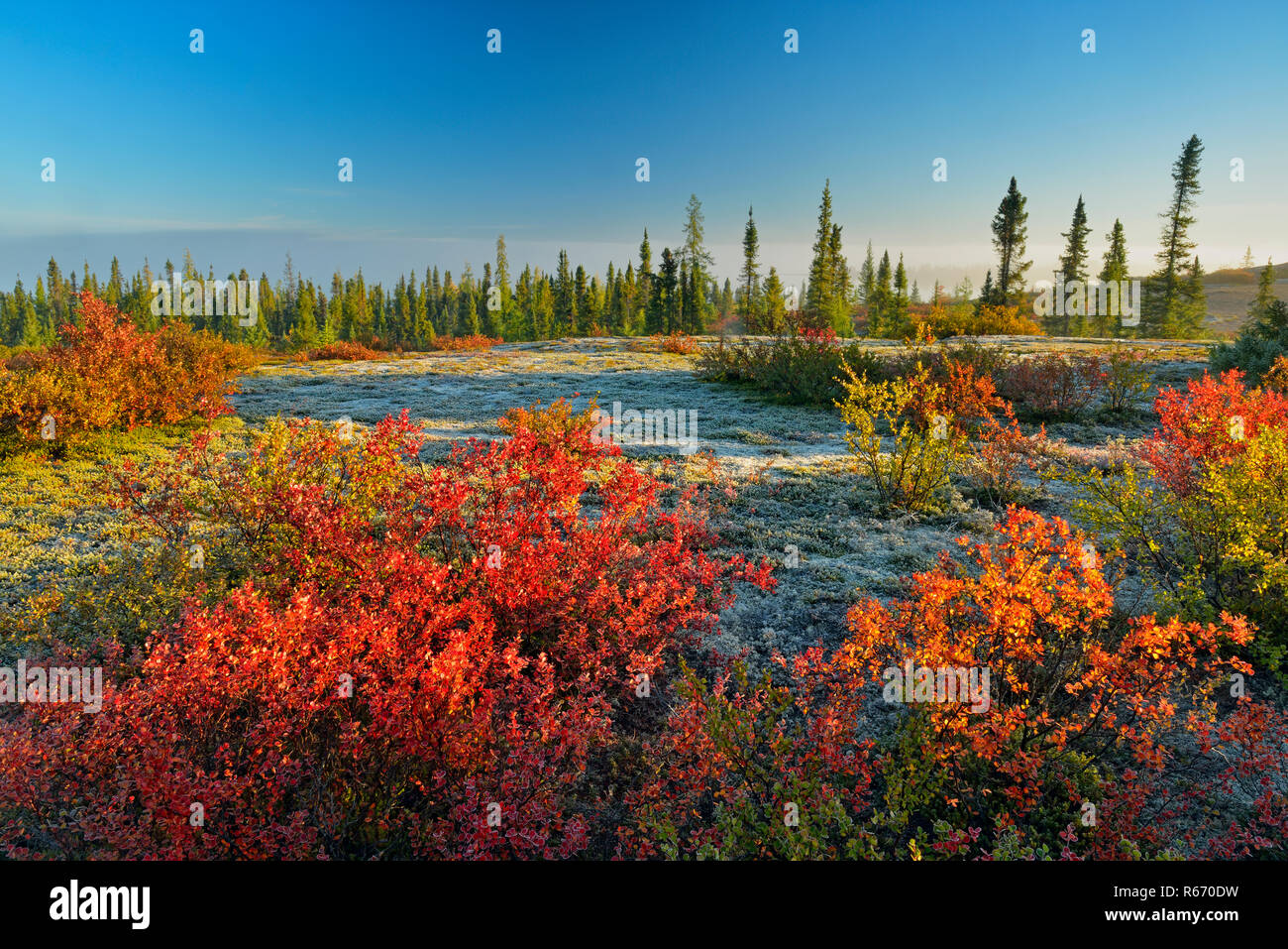 Tundra In Fall Colour High Resolution Stock Photography and Images - Alamy