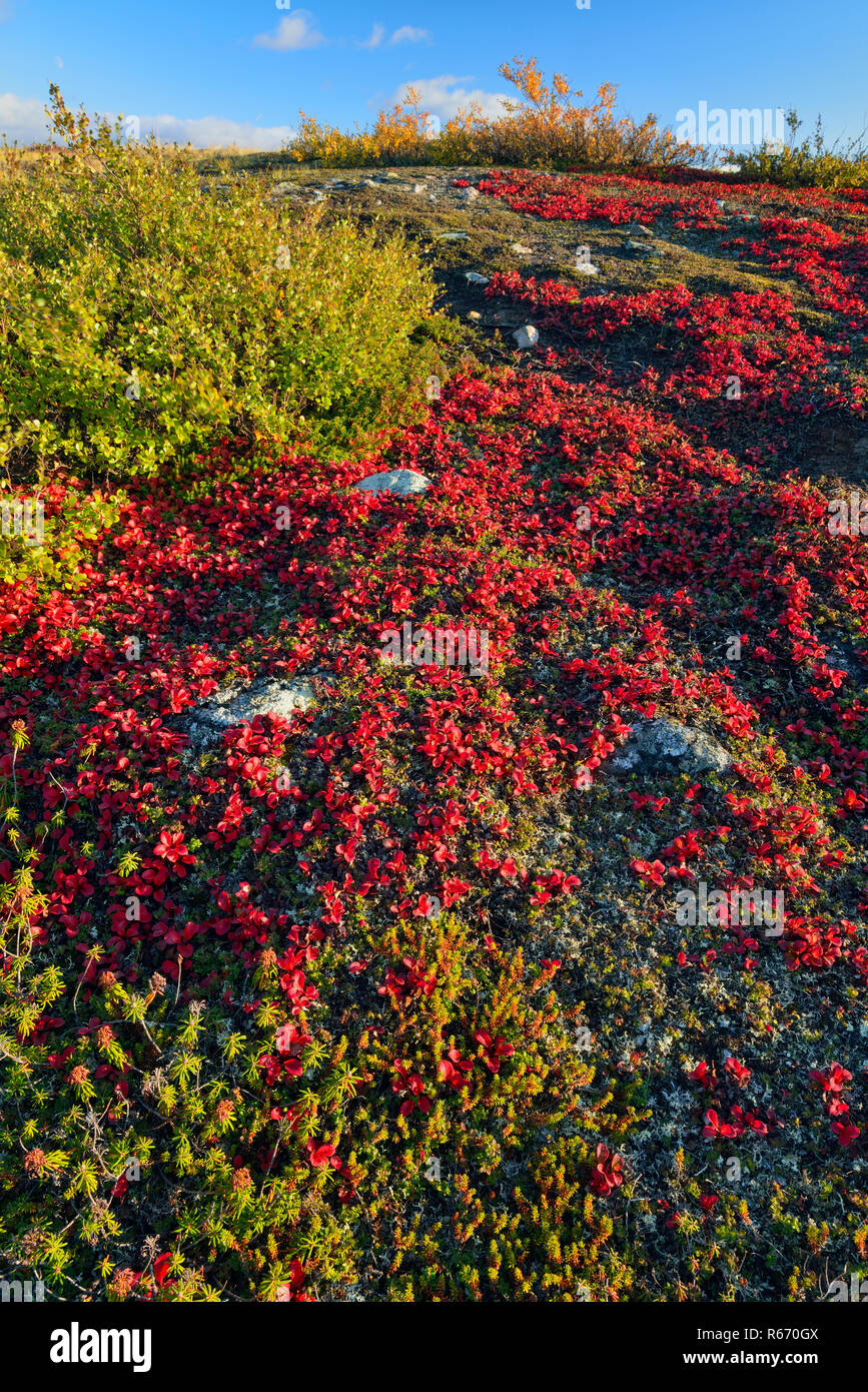 Autumn colours in the tundra, Ennadai Lake, Nunavut Territory, Canada ...