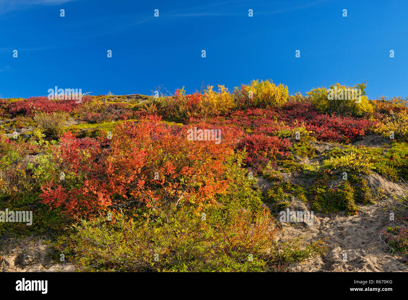Early autumn colours in the shrubs along the shore of Ennadai Lake ...