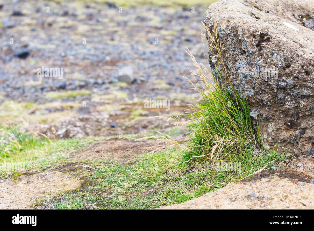 grass at lava field on Dyrholaey peninsula Stock Photo - Alamy