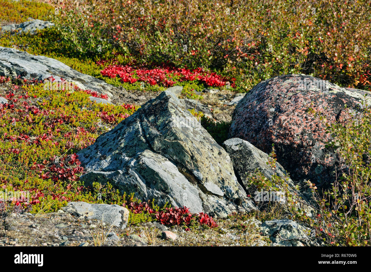 Tundra shrubs (featuring bearberry) near Ennadai Lake, Ennadai Lake ...