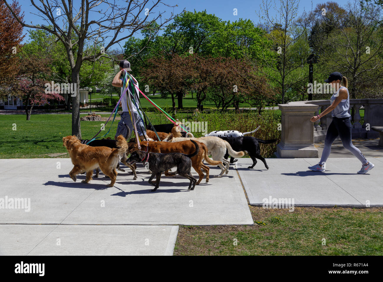 Group people park dogs hi-res stock photography and images - Alamy