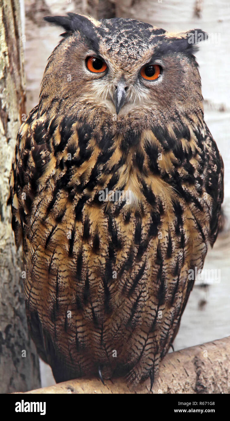 Federohr hi-res stock photography and images - Alamy