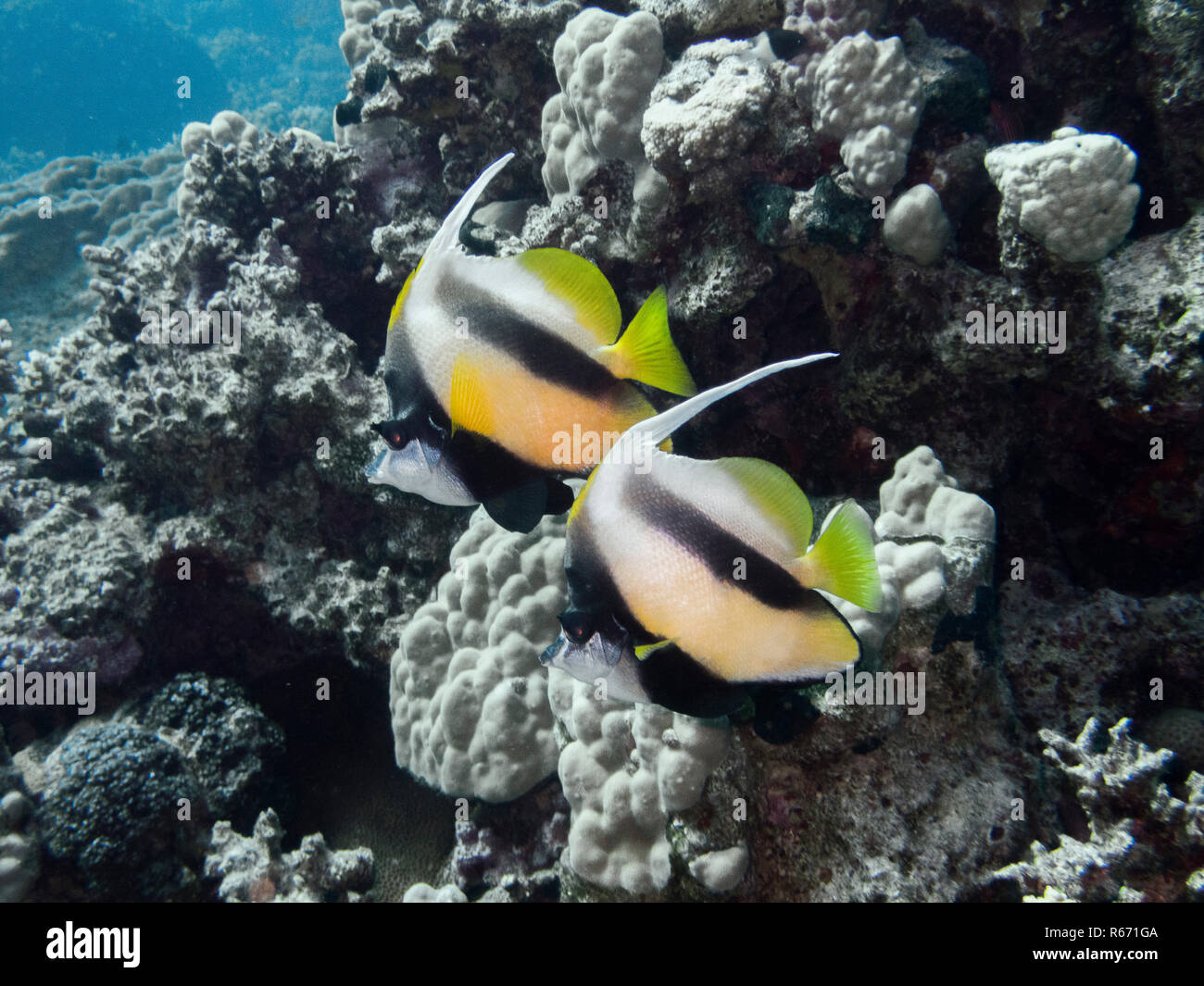 Rotmeer wimpelfisch hi-res stock photography and images - Alamy