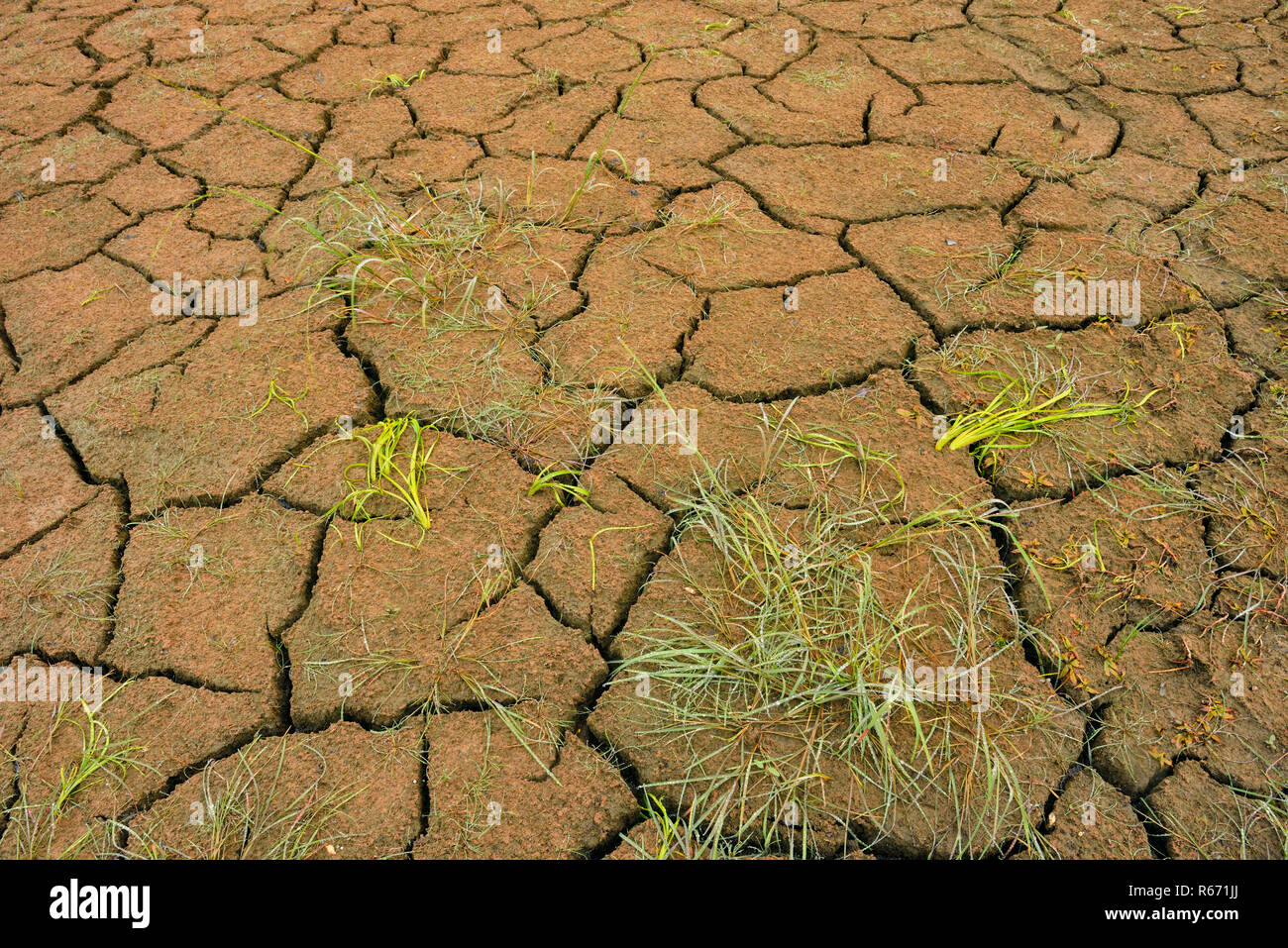 Barrenlands tundra plant community- cracked mud in a pond, Arctic Haven ...