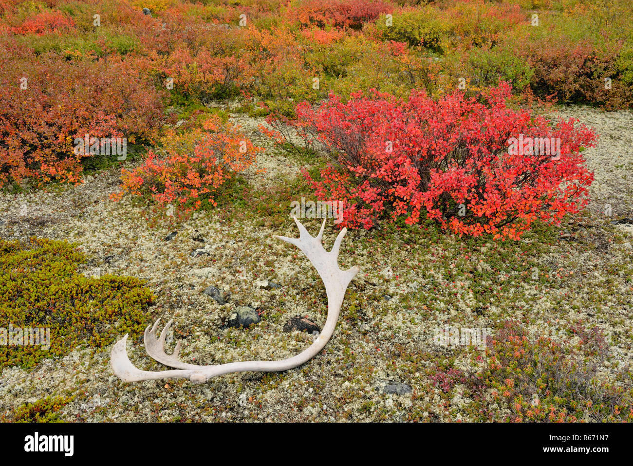 Tundra plants with autumn colour and fallen caribou antler, Ennadai ...