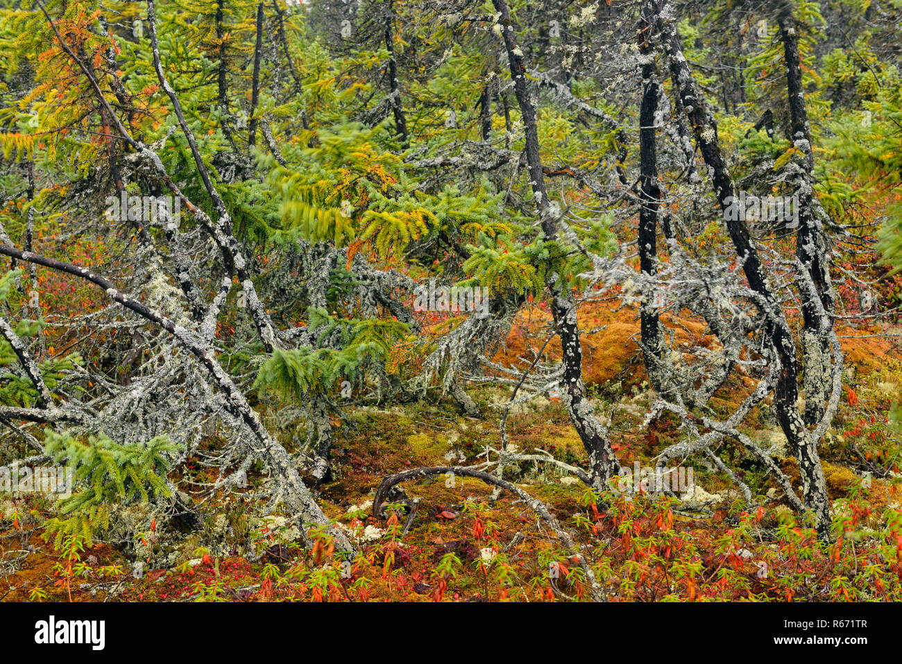 Barrenlands tundra plant community- Lichen covered dwarf spruces ...