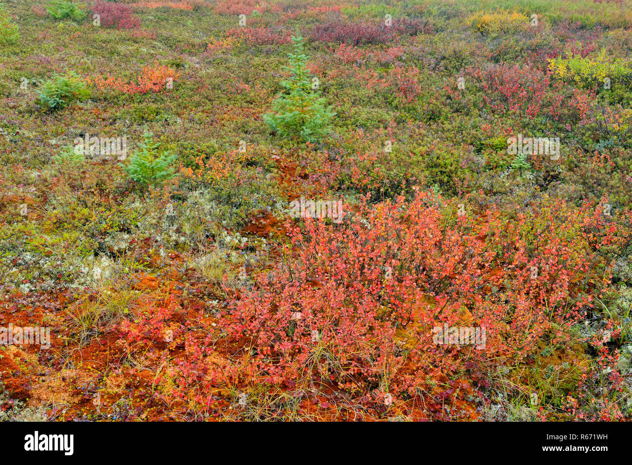 Tundra Plants Names