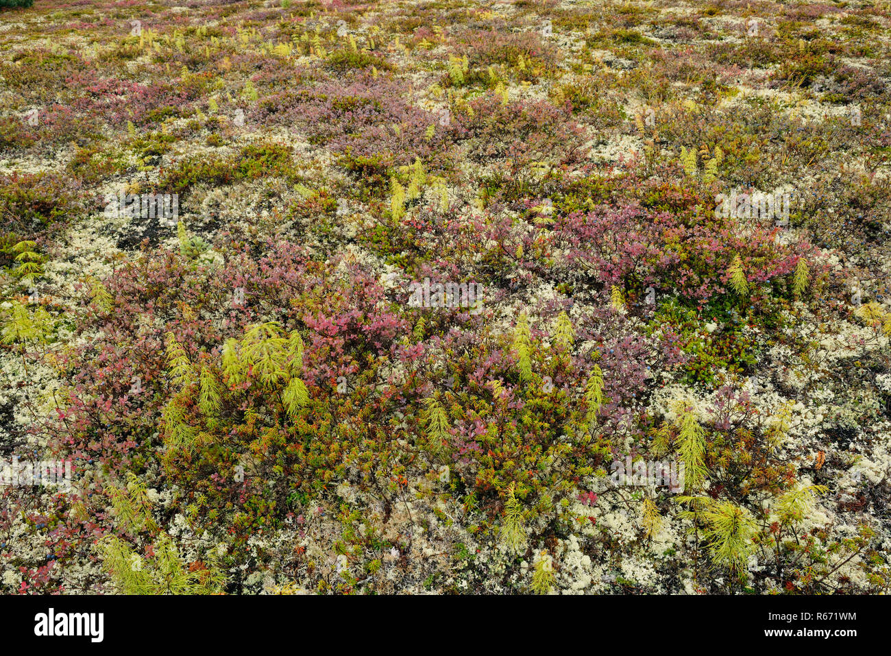 Barrenlands tundra plant community- Arctic blueberry, Arctic Haven ...