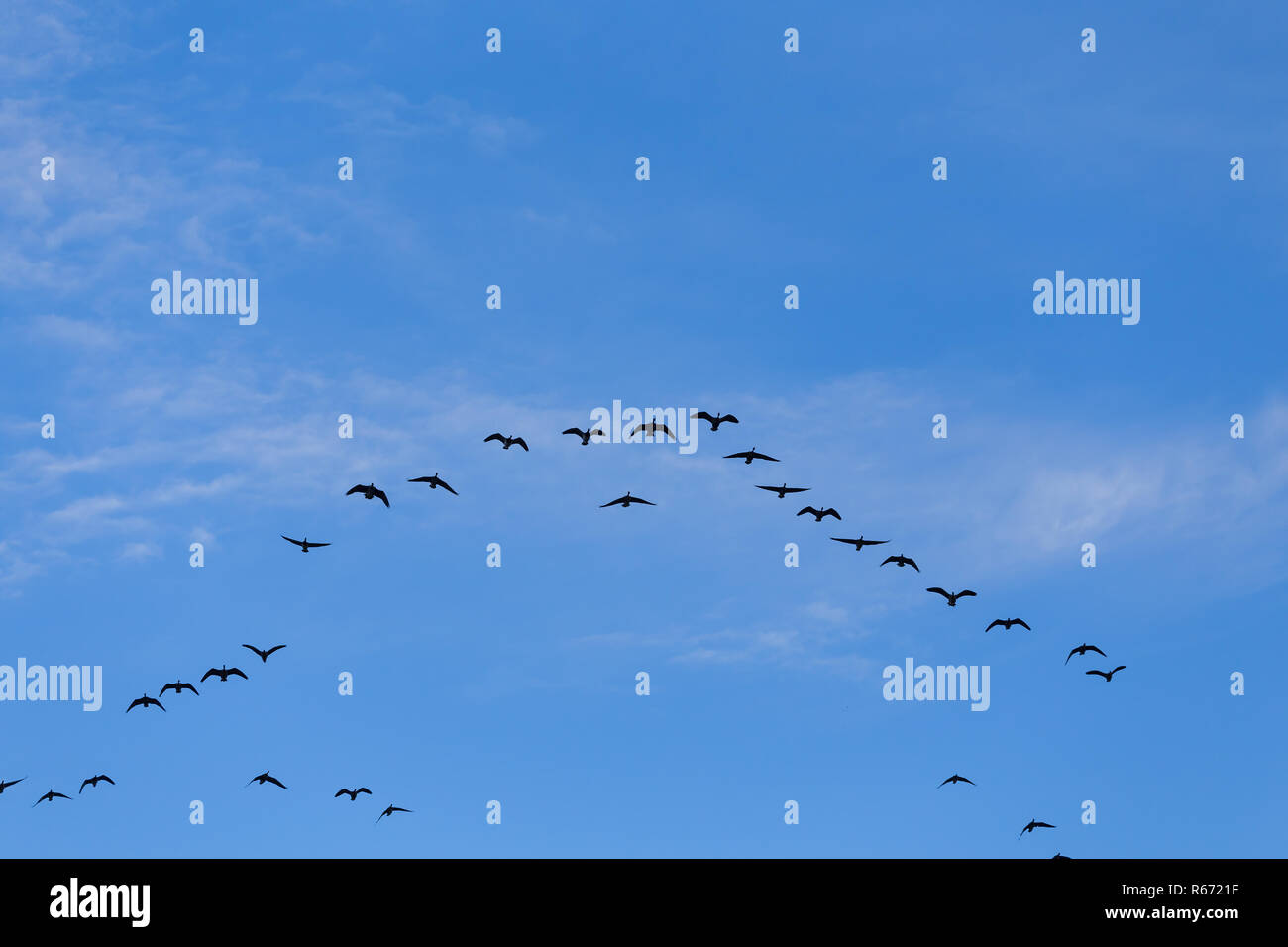 Group of migrating geese birds Stock Photo - Alamy