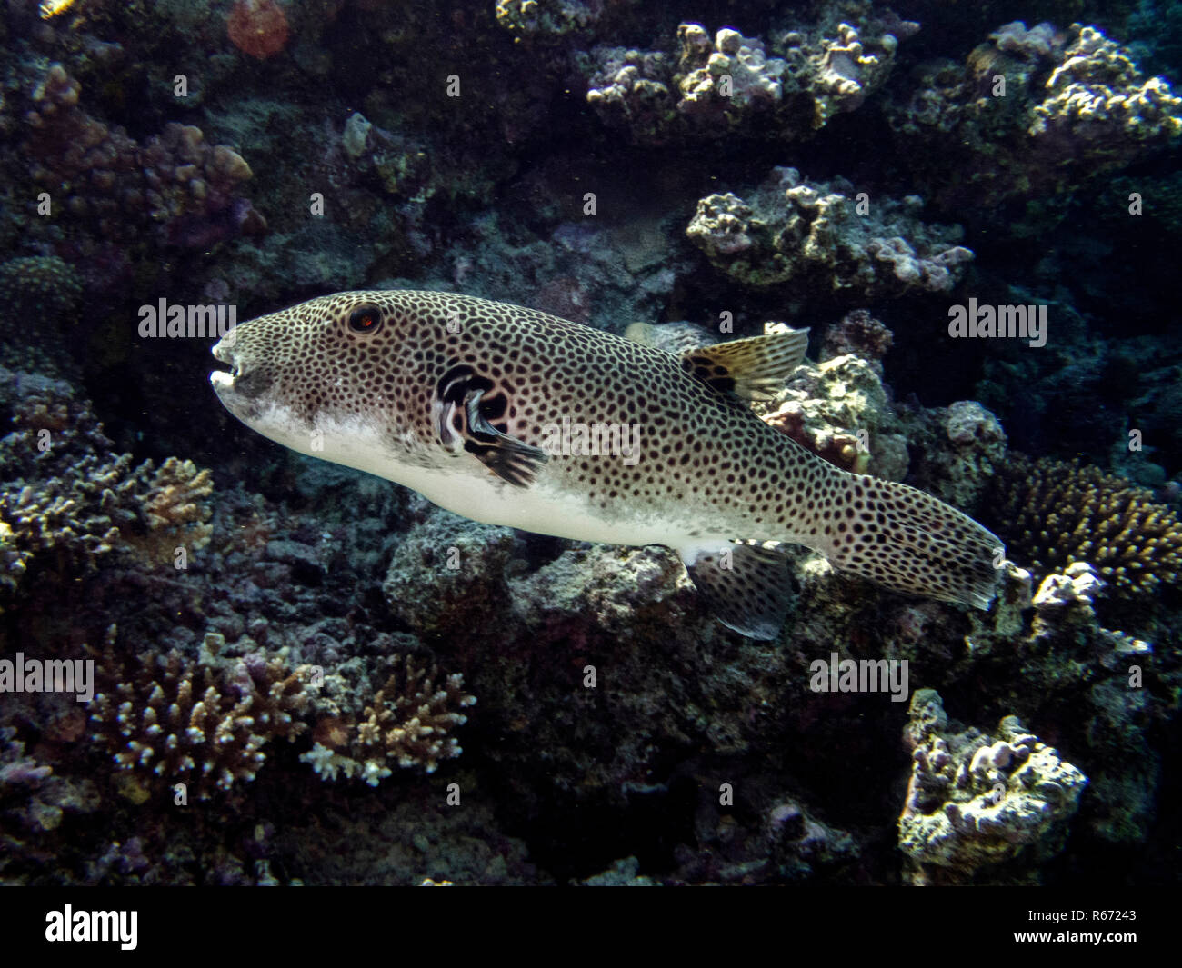 giant puffer fish Stock Photo - Alamy