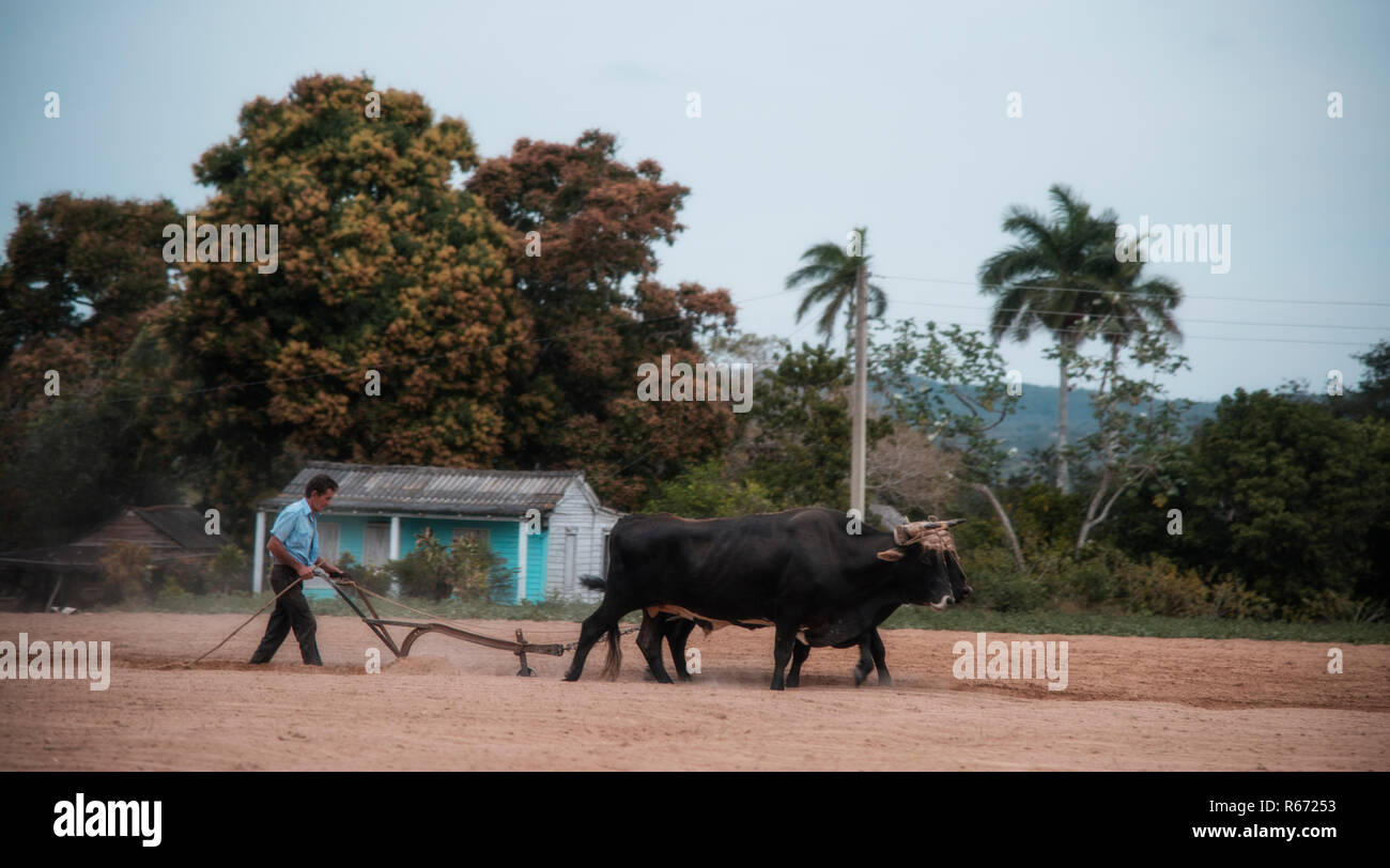Oxen pulling plow hi-res stock photography and images - Alamy