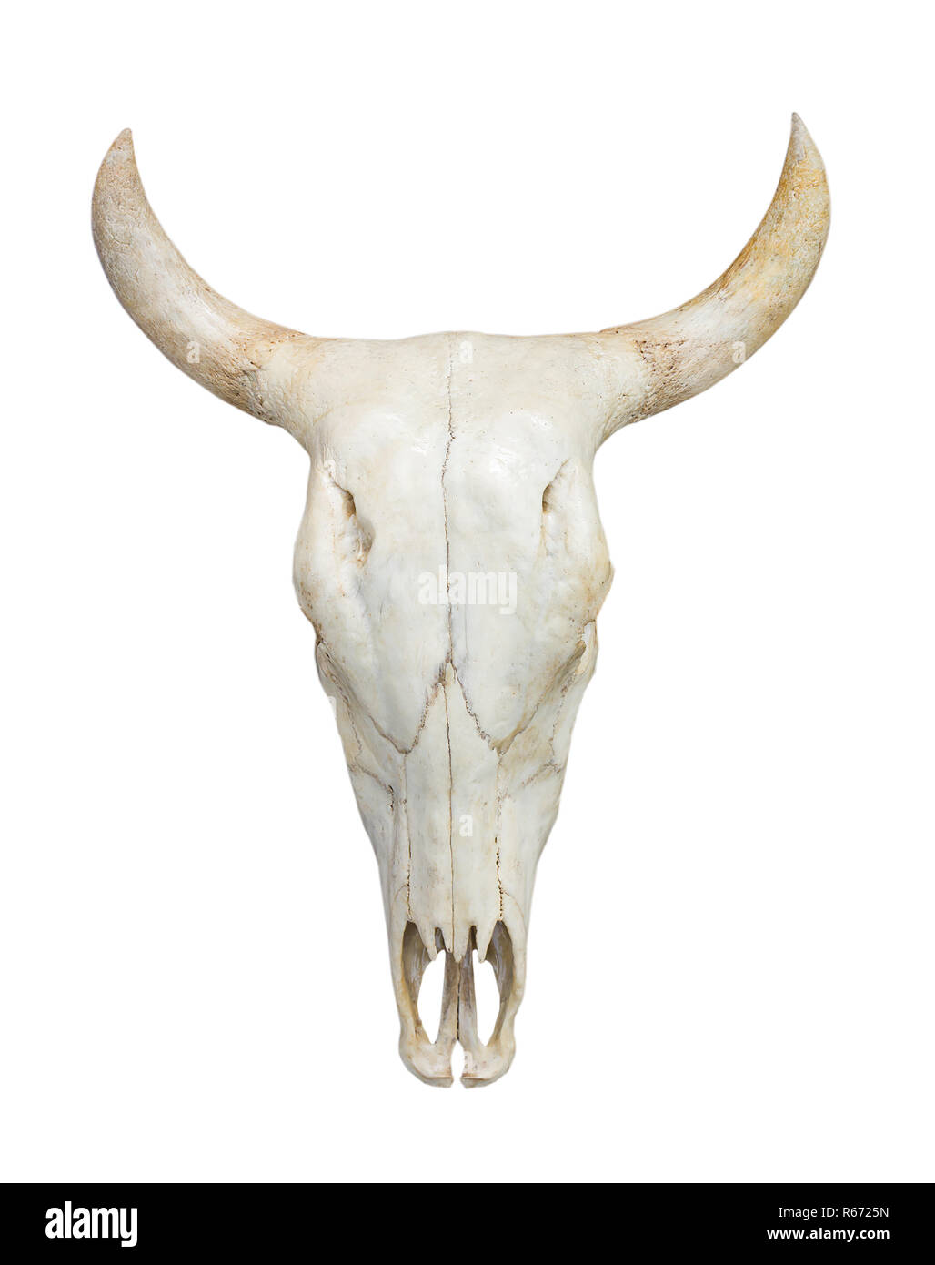 Buffalo skull on black Cut Out Stock Images & Pictures - Alamy