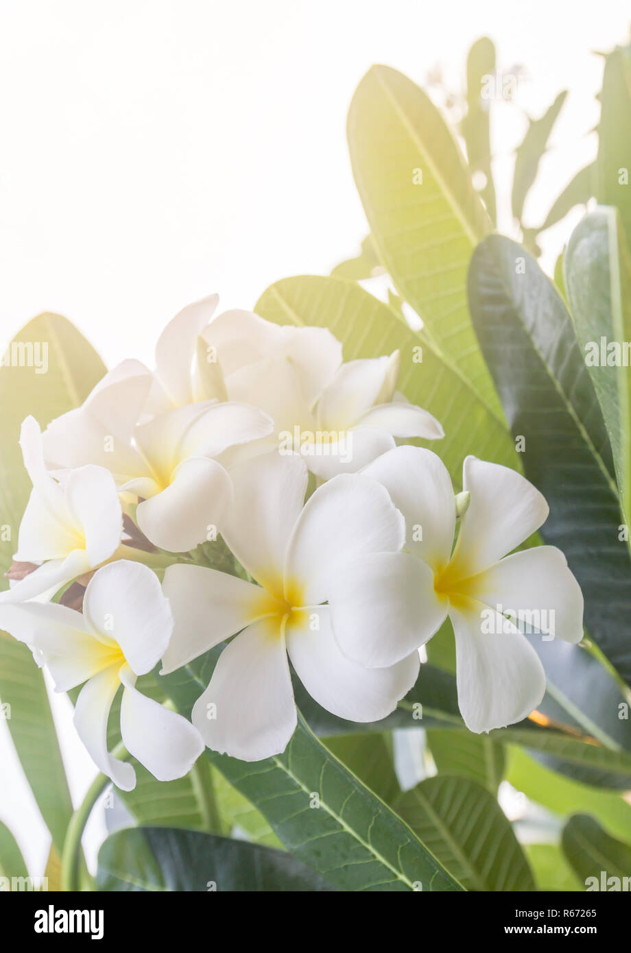 Lan thom flower hi-res stock photography and images - Alamy