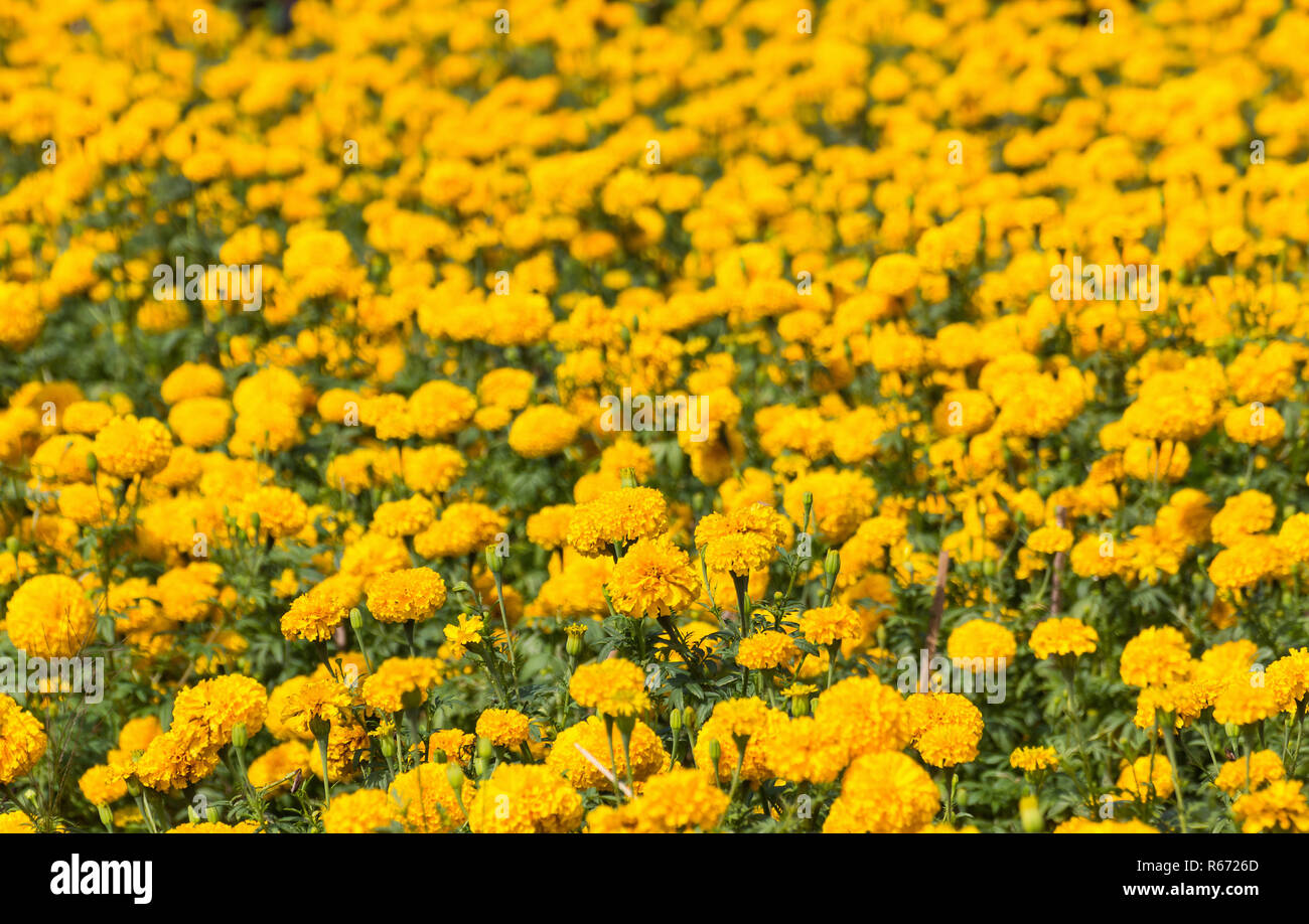Merry gold flower head hi-res stock photography and images - Alamy