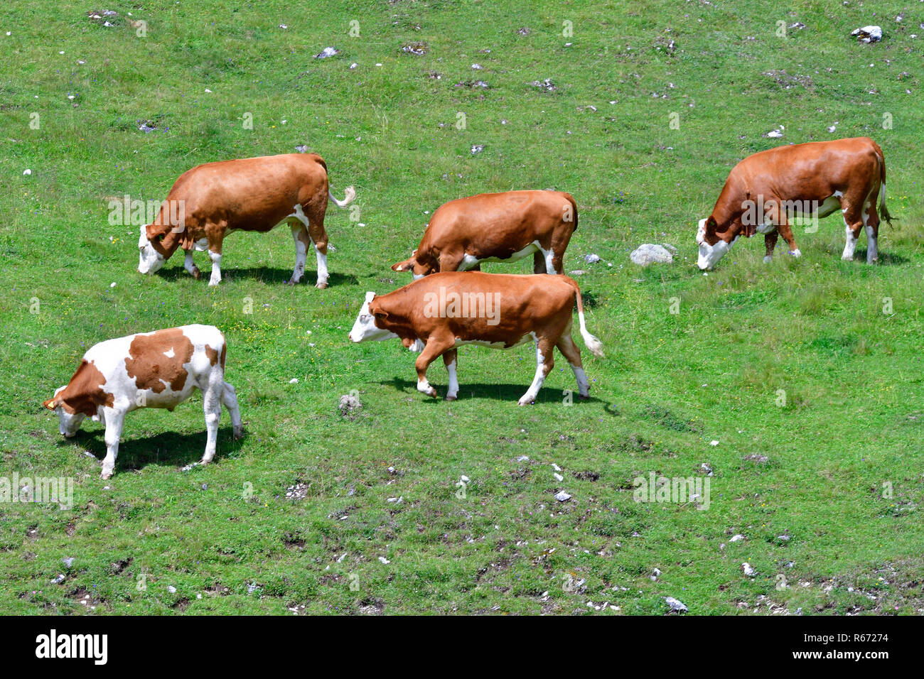 Alm almwiesen hi-res stock photography and images - Alamy