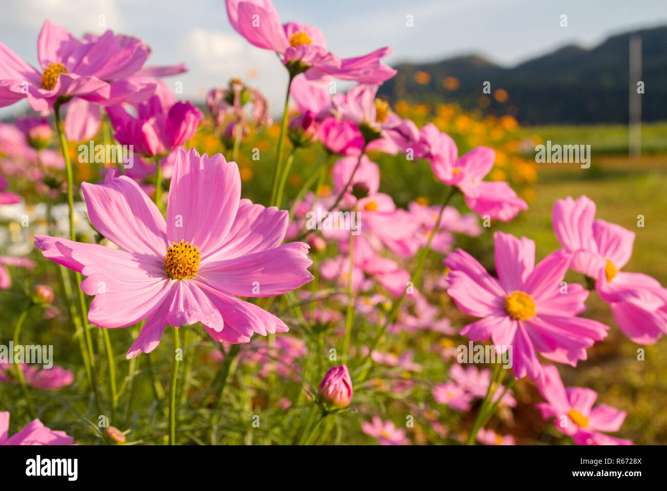 Pink cosmos flower in garden Stock Photo - Alamy