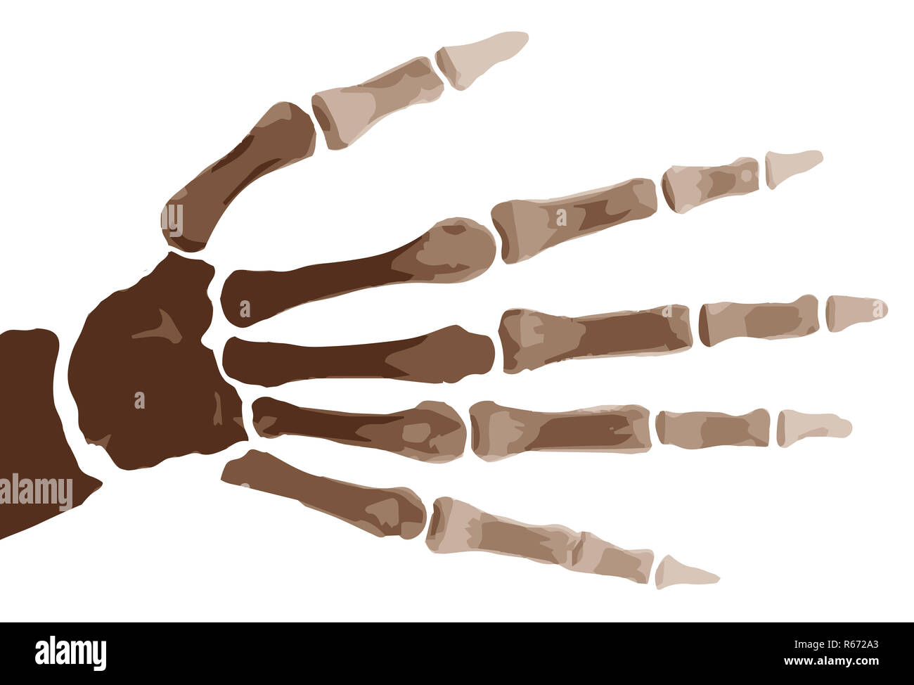 Isolated Boney Hand Stock Photo - Alamy