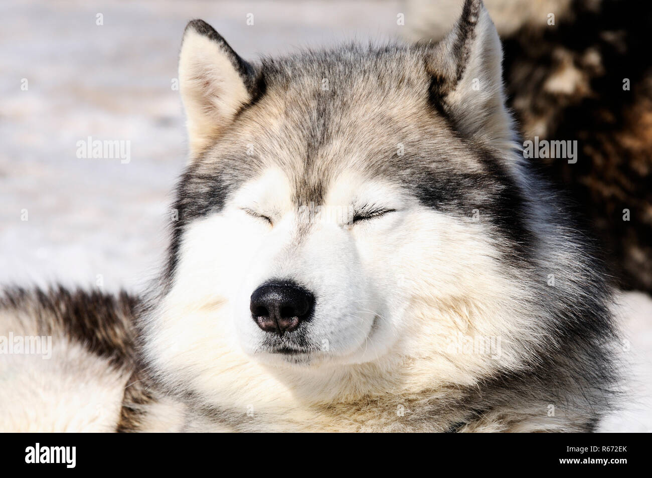 Siberian Husky in the snow Stock Photo - Alamy