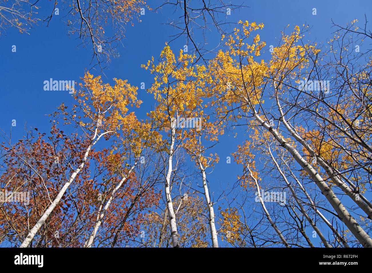 Birch Trees in Fall Colors Stock Photo - Alamy