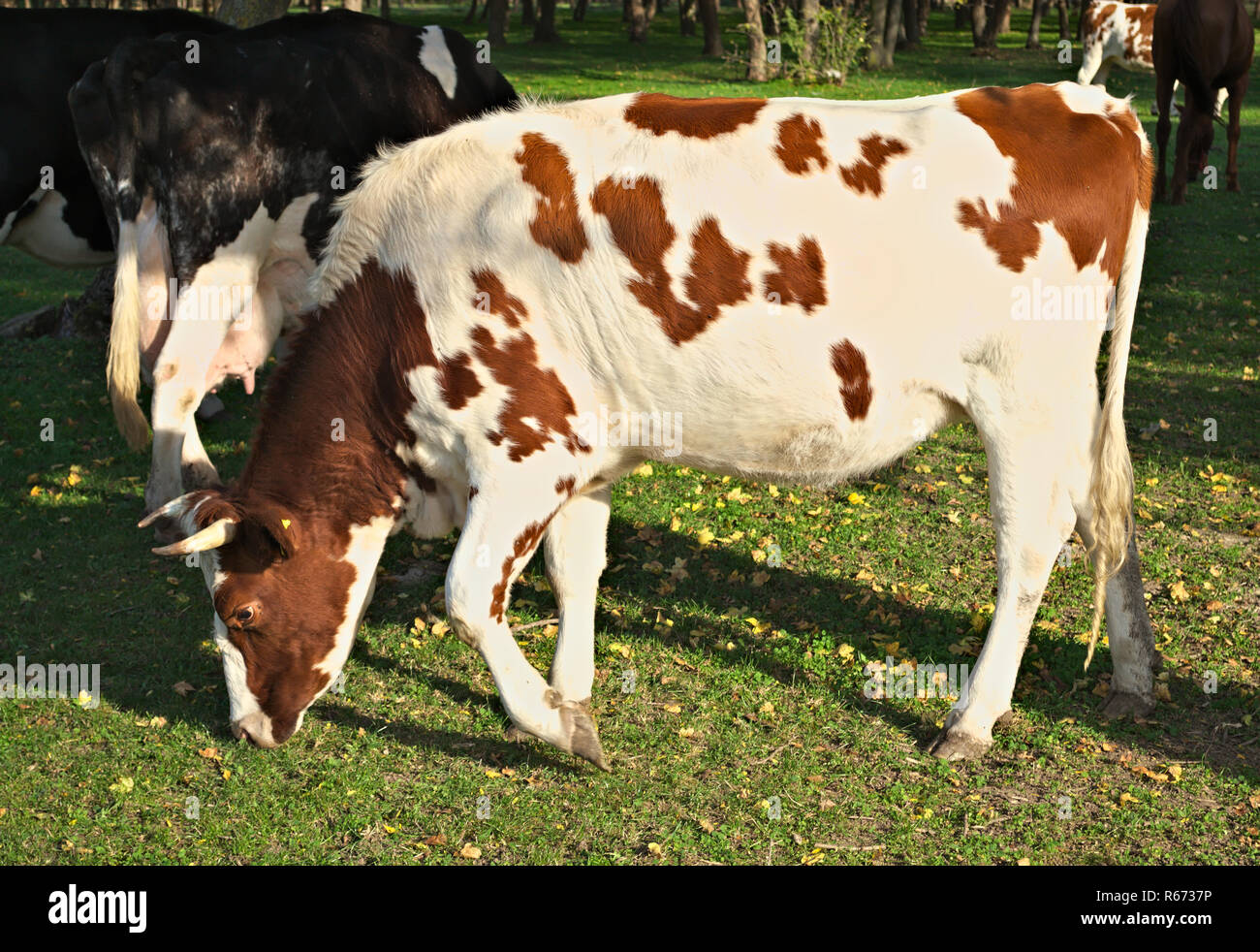 Cows eating grass on field surrounded by woods Stock Photo - Alamy