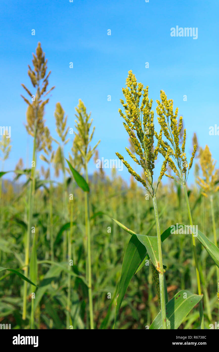 Little millet crop hi-res stock photography and images - Alamy