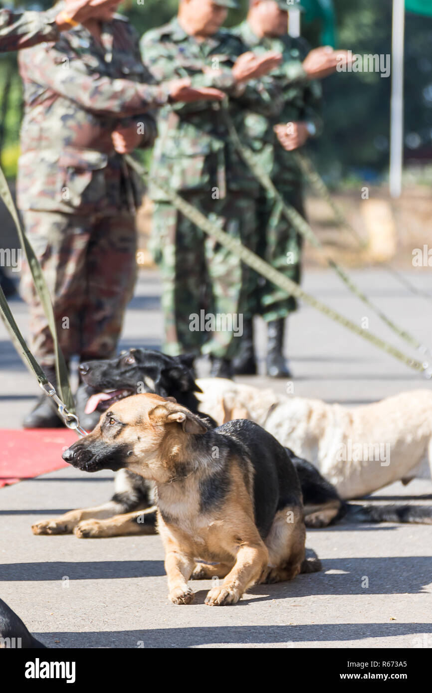 Training dogs of war Stock Photo - Alamy